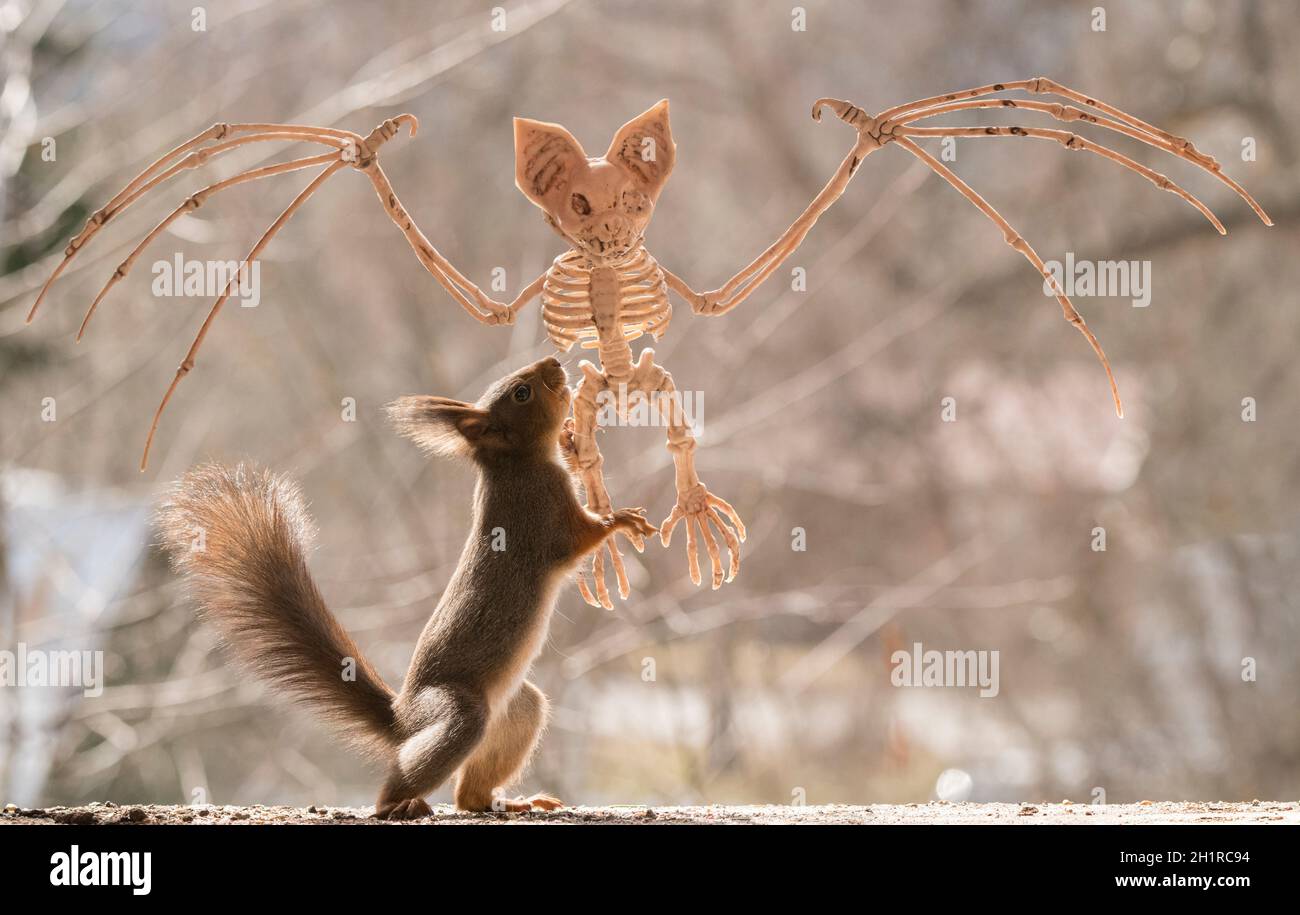 Red Squirrel standing on a skeleton bat Stock Photo - Alamy