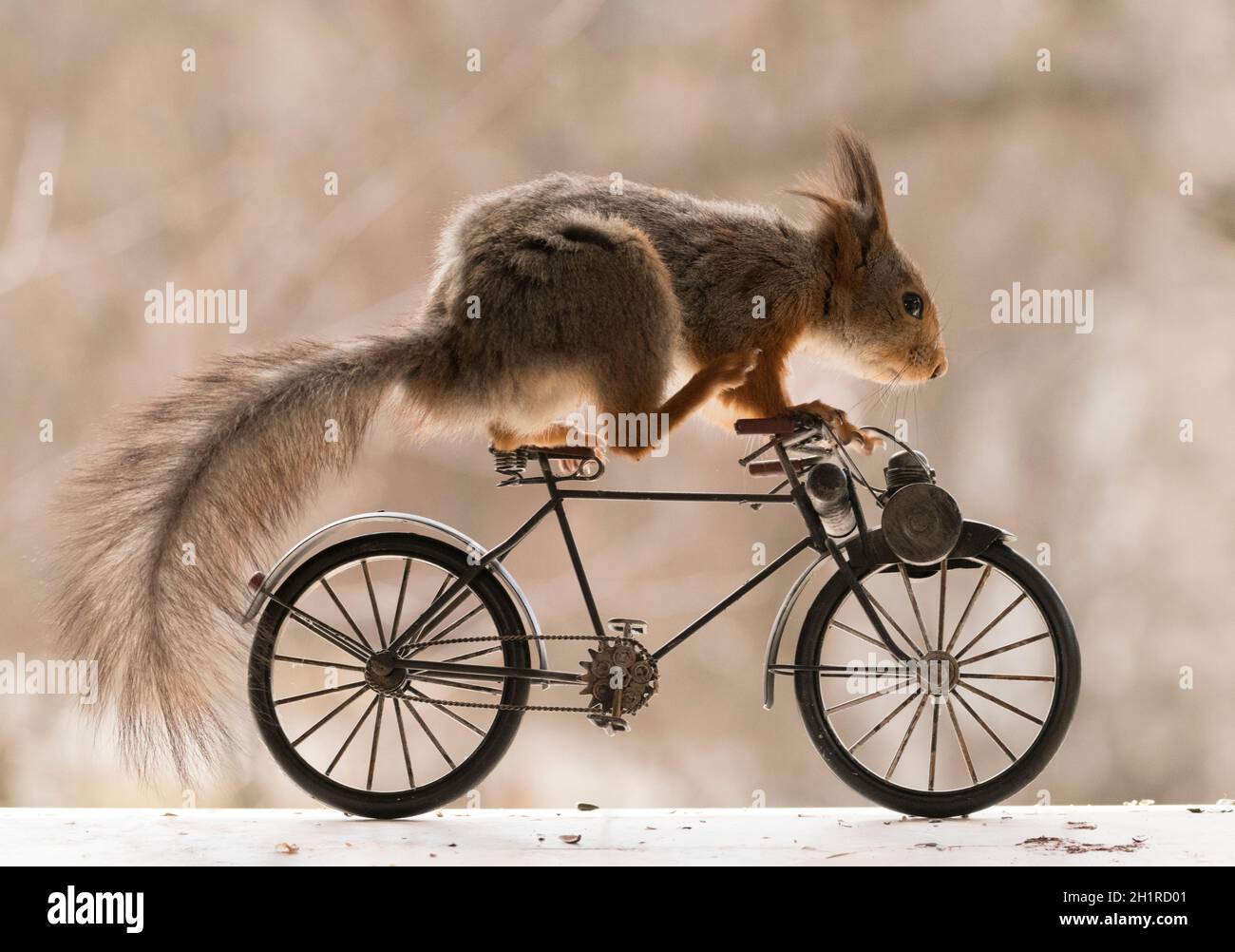 Red Squirrel Is Sitting On An Cycle High Resolution Stock Photography ...