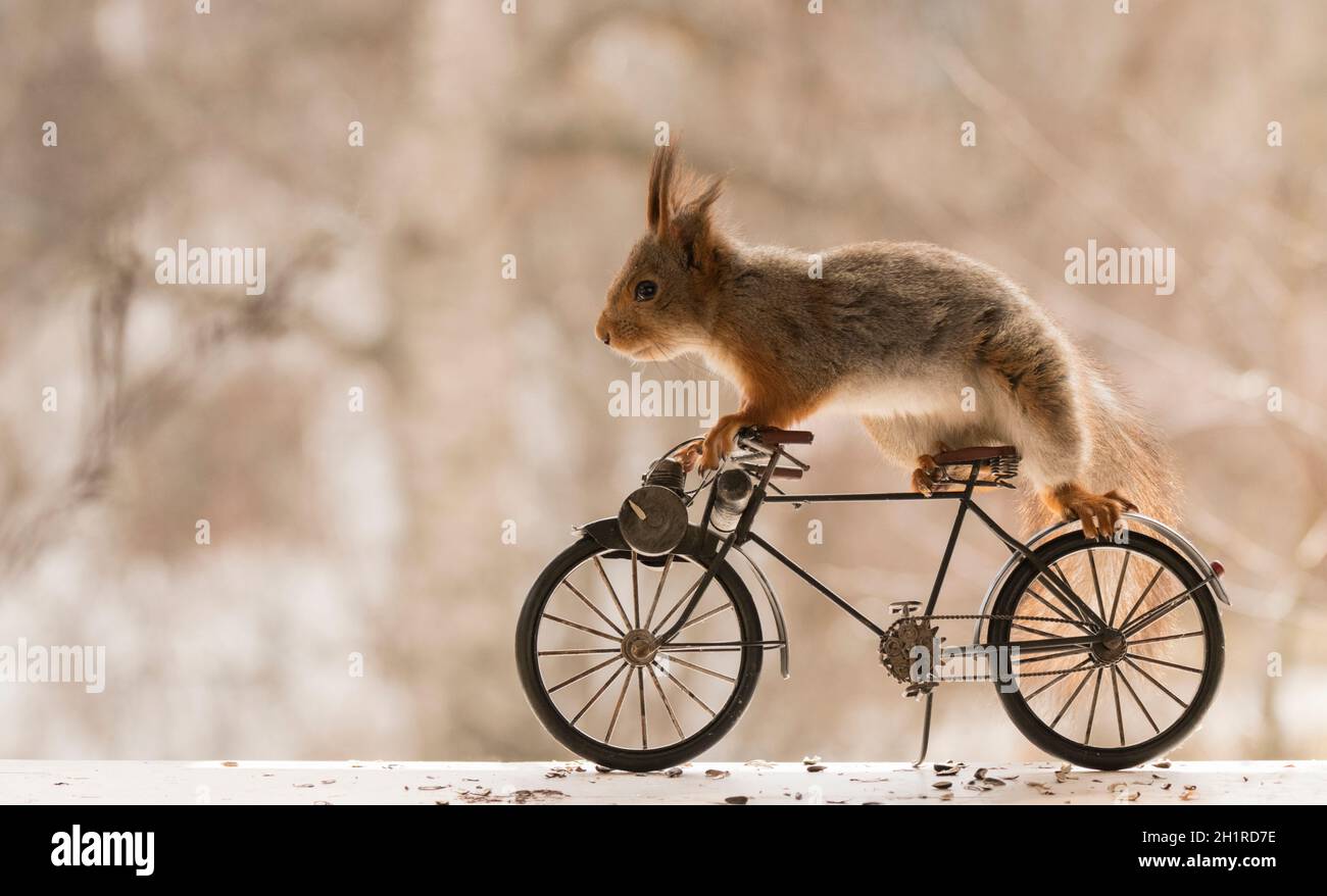 Red squirrel is sitting on an cycle hi-res stock photography and images ...