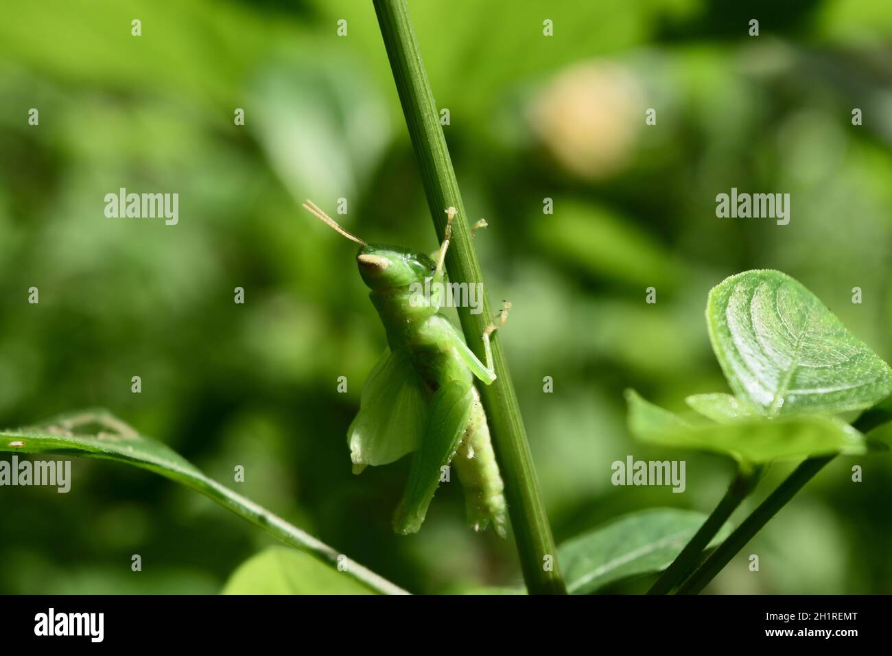 Grasshopper on tree with natural green background, Insect pests in ...