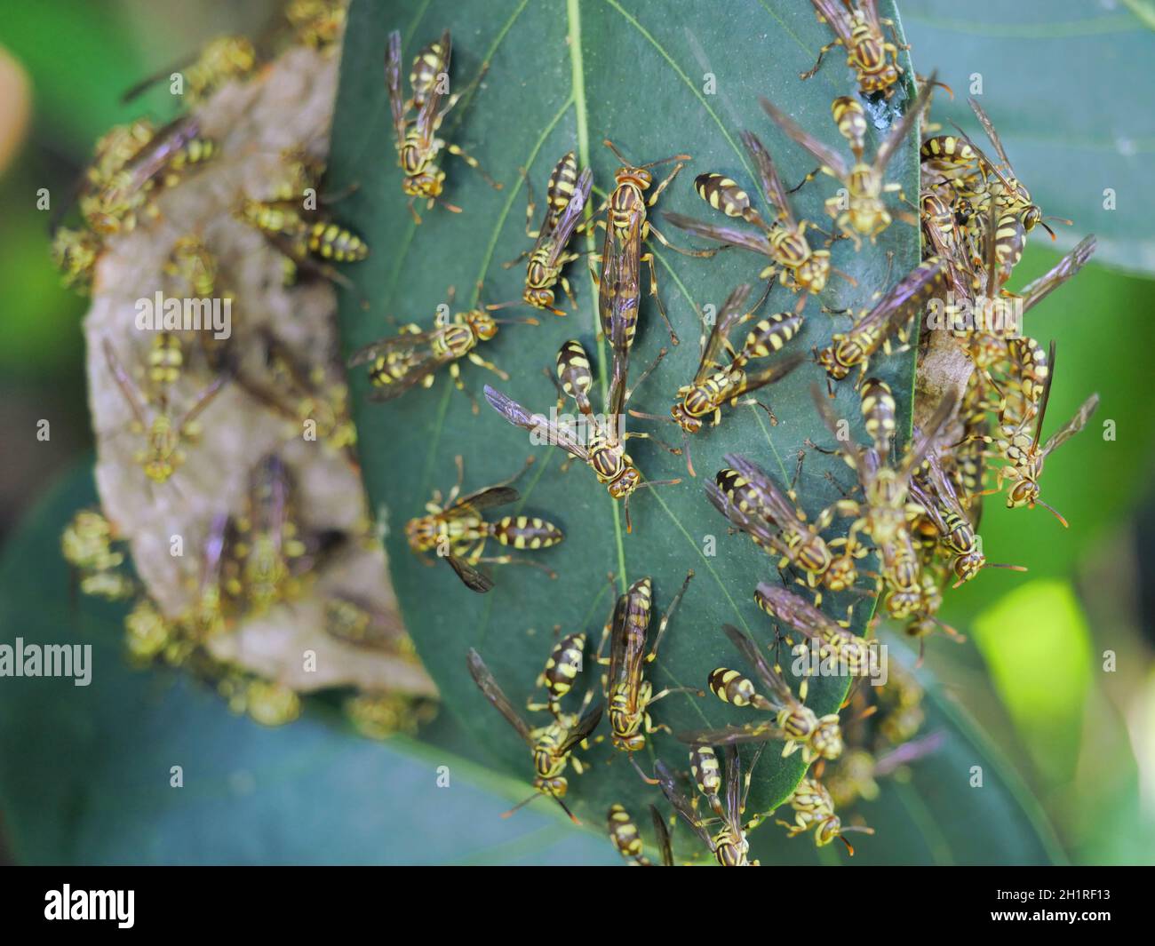 Eastern Yellowjacket paper wasps hive in green leaf plant tree, Group ...
