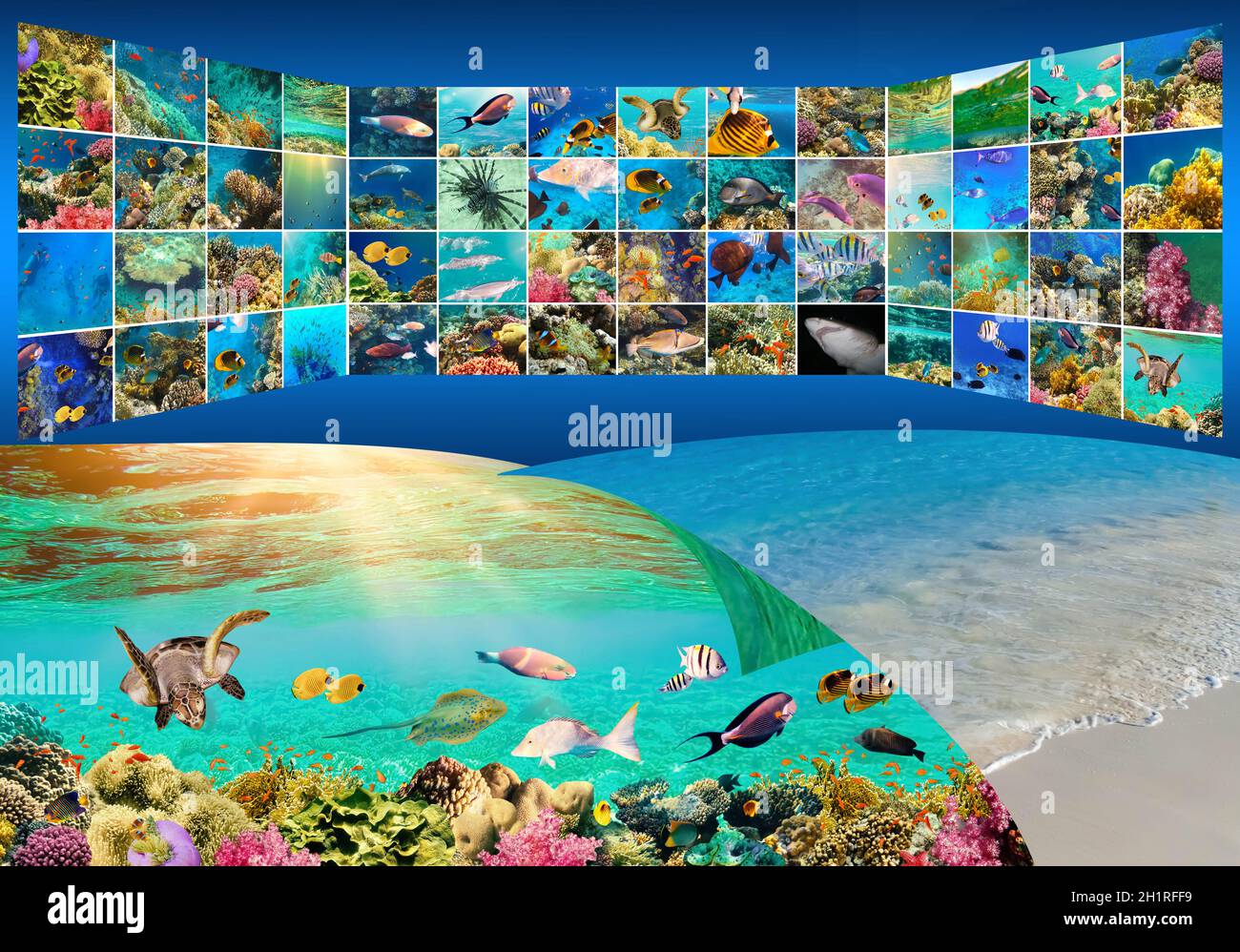 Coral reef turtle fish dolphin hi-res stock photography and images - Alamy