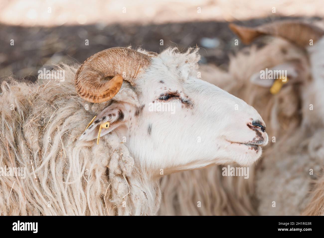 ram or tup, male of sheep with horns in rural farm Stock Photo - Alamy