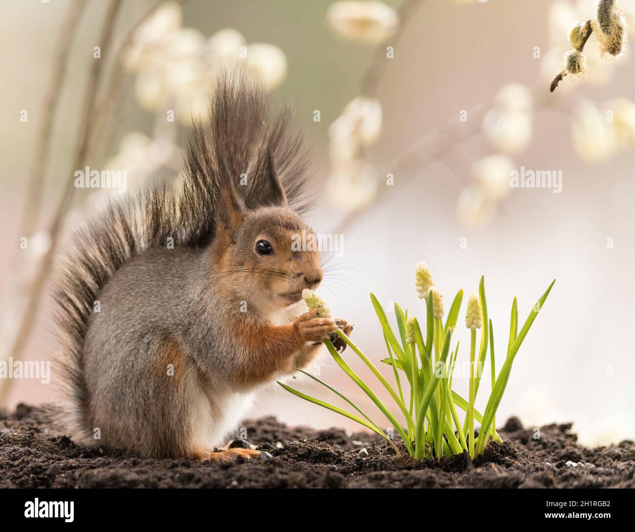 Squirrel eating a flower hi-res stock photography and images - Alamy
