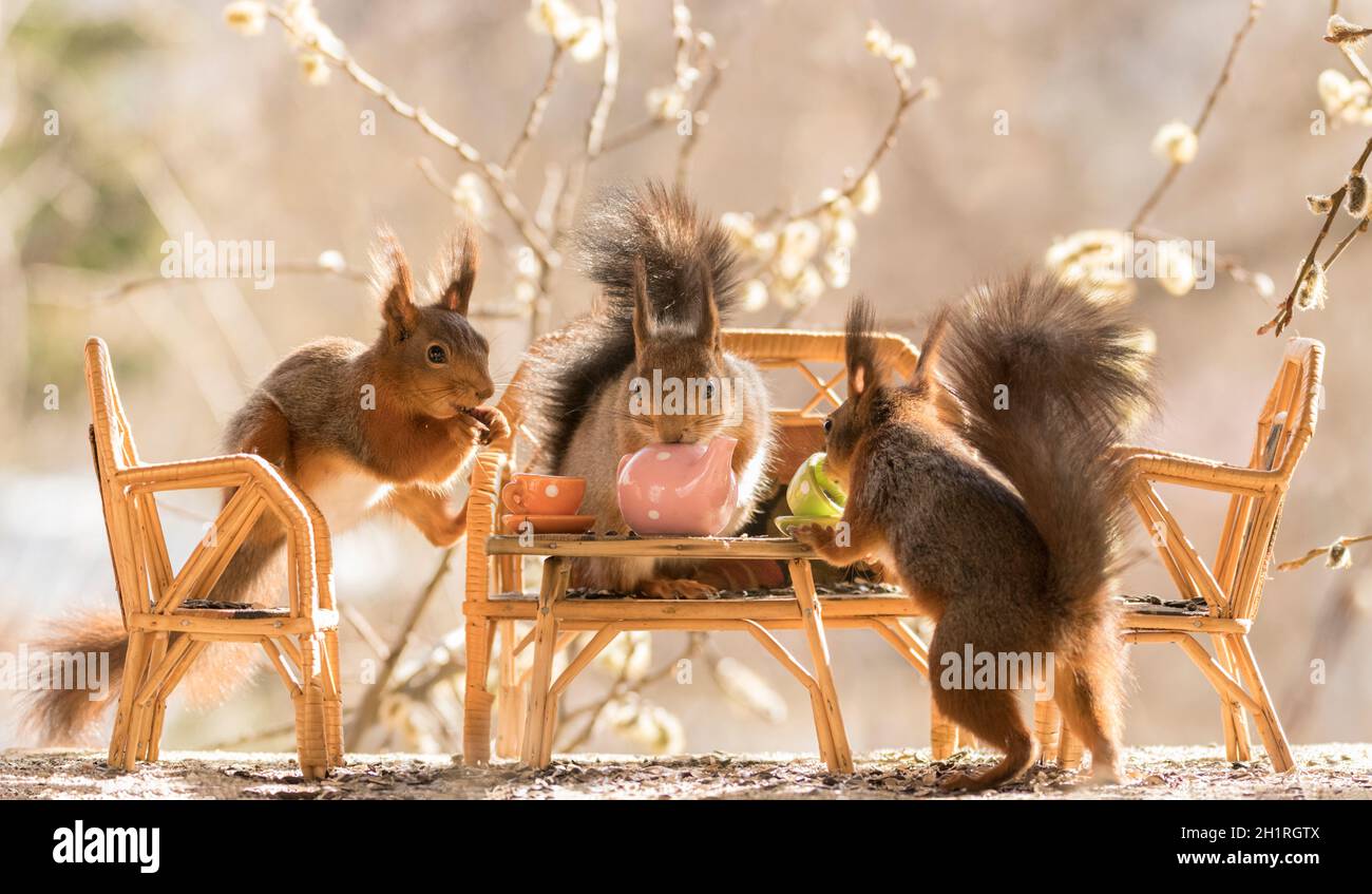 Red squirrels at a kitchen table hi-res stock photography and images ...