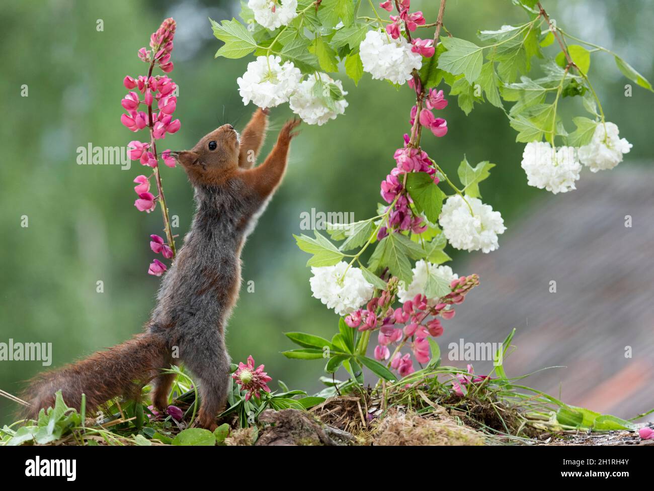 Red Squirrel between snowball bush an lupine flowers reaching Stock ...