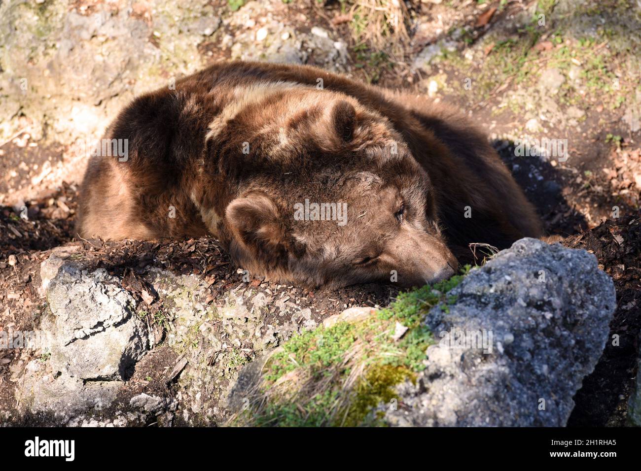 Braunbär im Zoo Salzburg, Österreich, Europa - Brown bear in Salzburg ...
