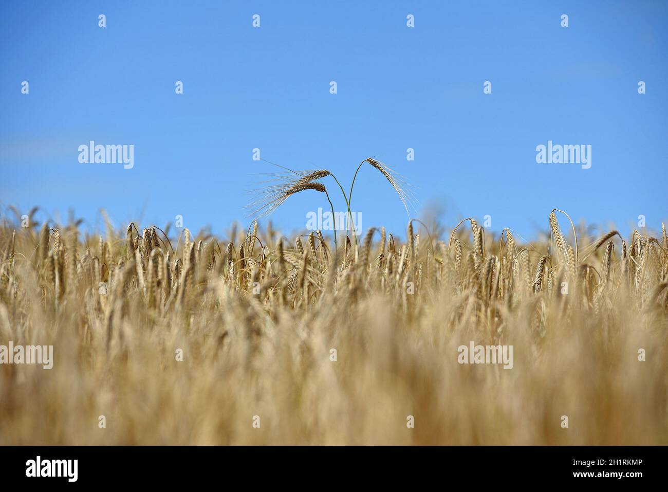 Landwirt winter arbeit hi-res stock photography and images - Alamy