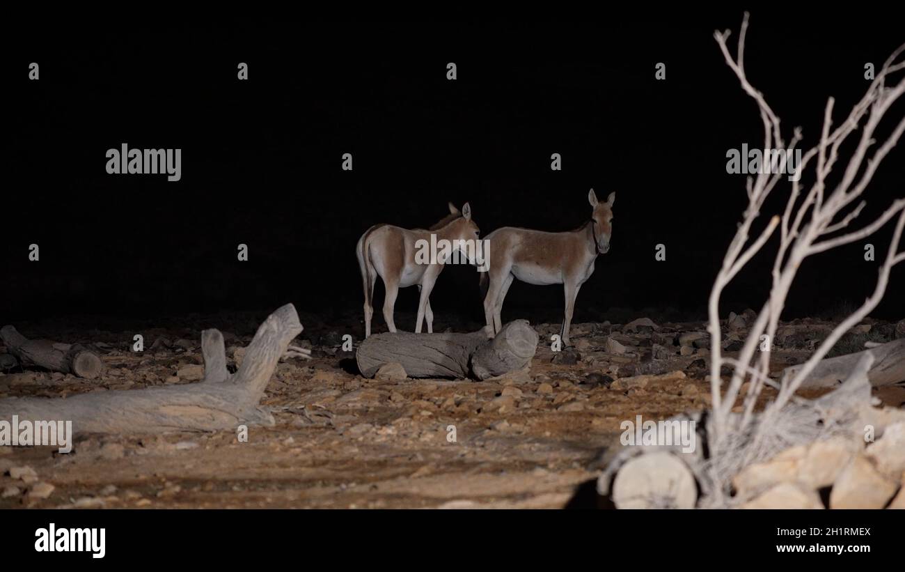 herd of Onager (Equus hemionus), also known as hemione or Asiatic wild ...