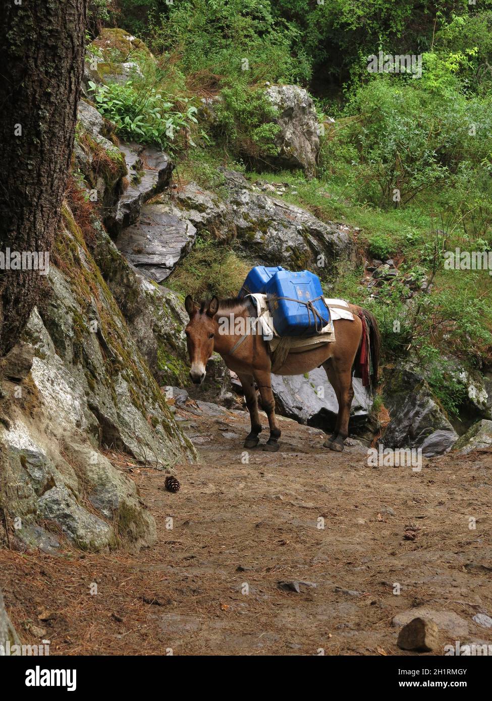 Mule carrying goods in Nepal Stock Photo - Alamy