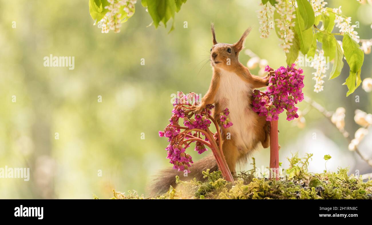 red squirrel stand between Bergenia flowers Stock Photo - Alamy