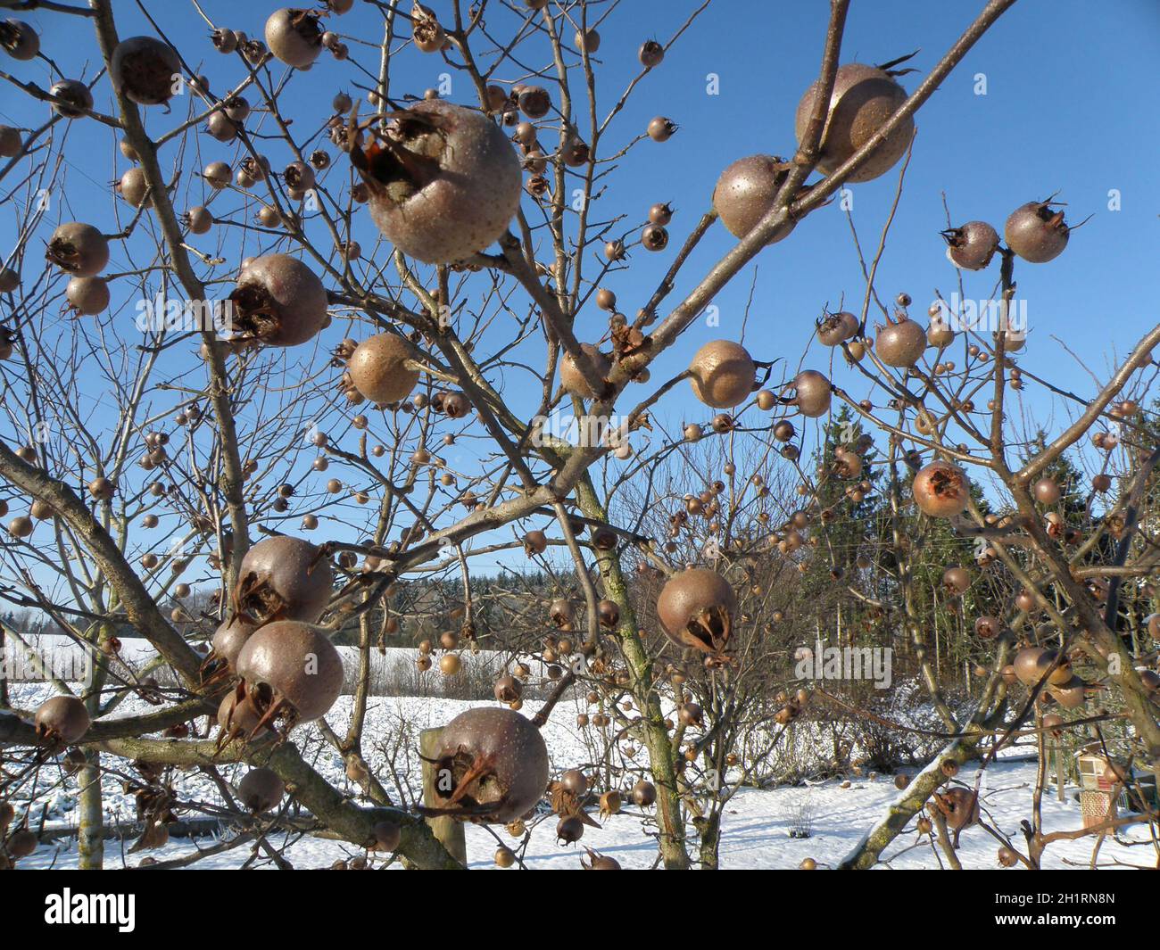 Mispel, auch Asperl, im Winter bei Frost im Salzkammergut, Österreich ...