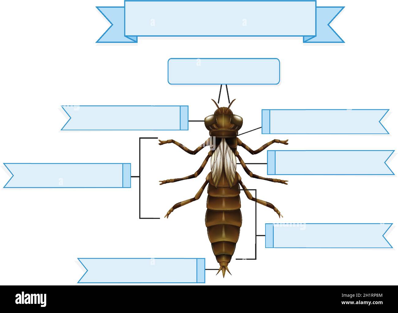 External Anatomy of a nymph of a dragonfly worksheet illustration Stock ...