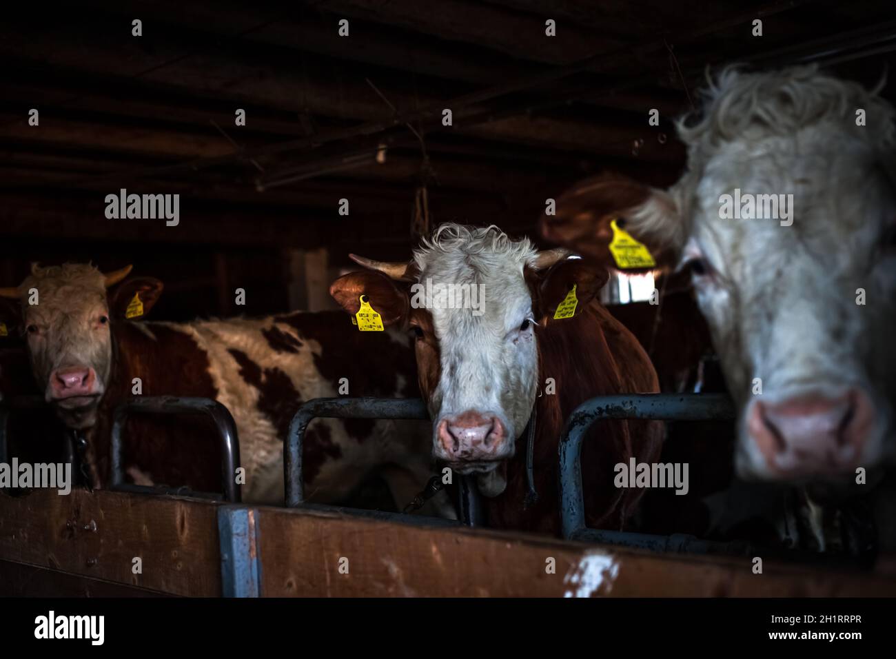 cows in a barn on a rural farm Stock Photo - Alamy