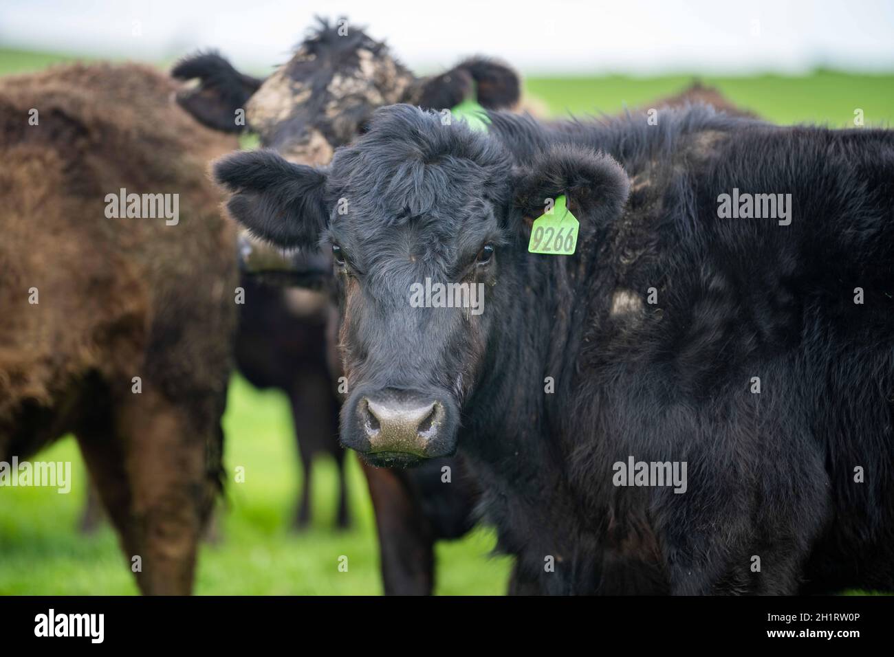 Angus park south australia hi-res stock photography and images - Alamy