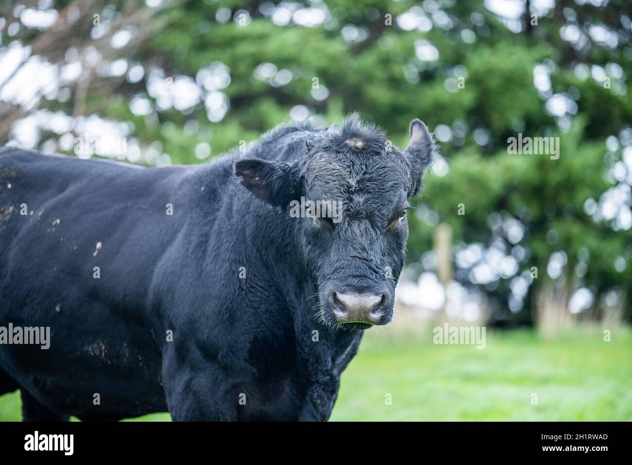 Angus park south australia hi-res stock photography and images - Alamy