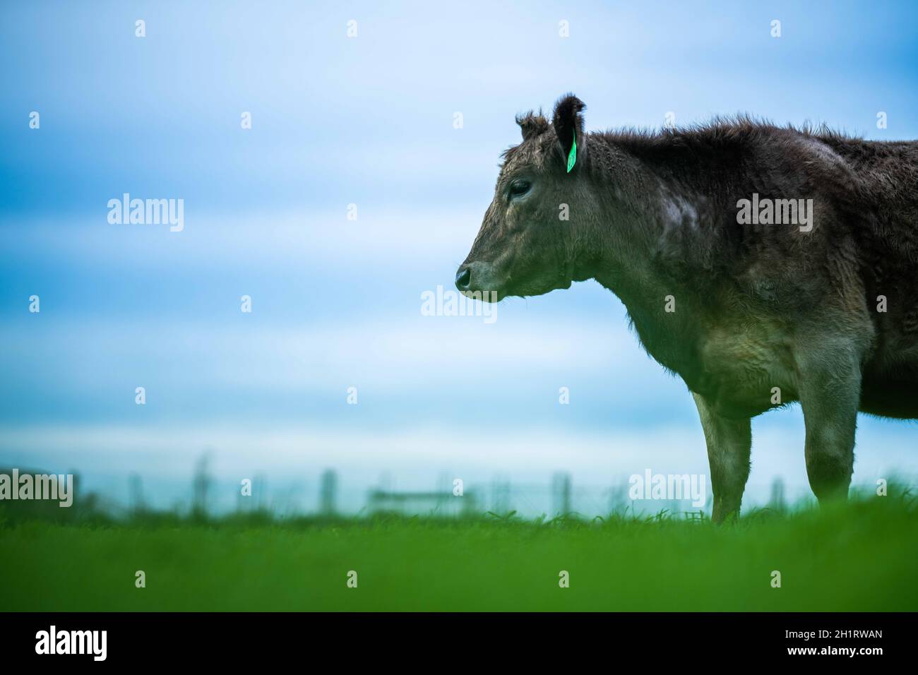 Angus park south australia hi-res stock photography and images - Alamy