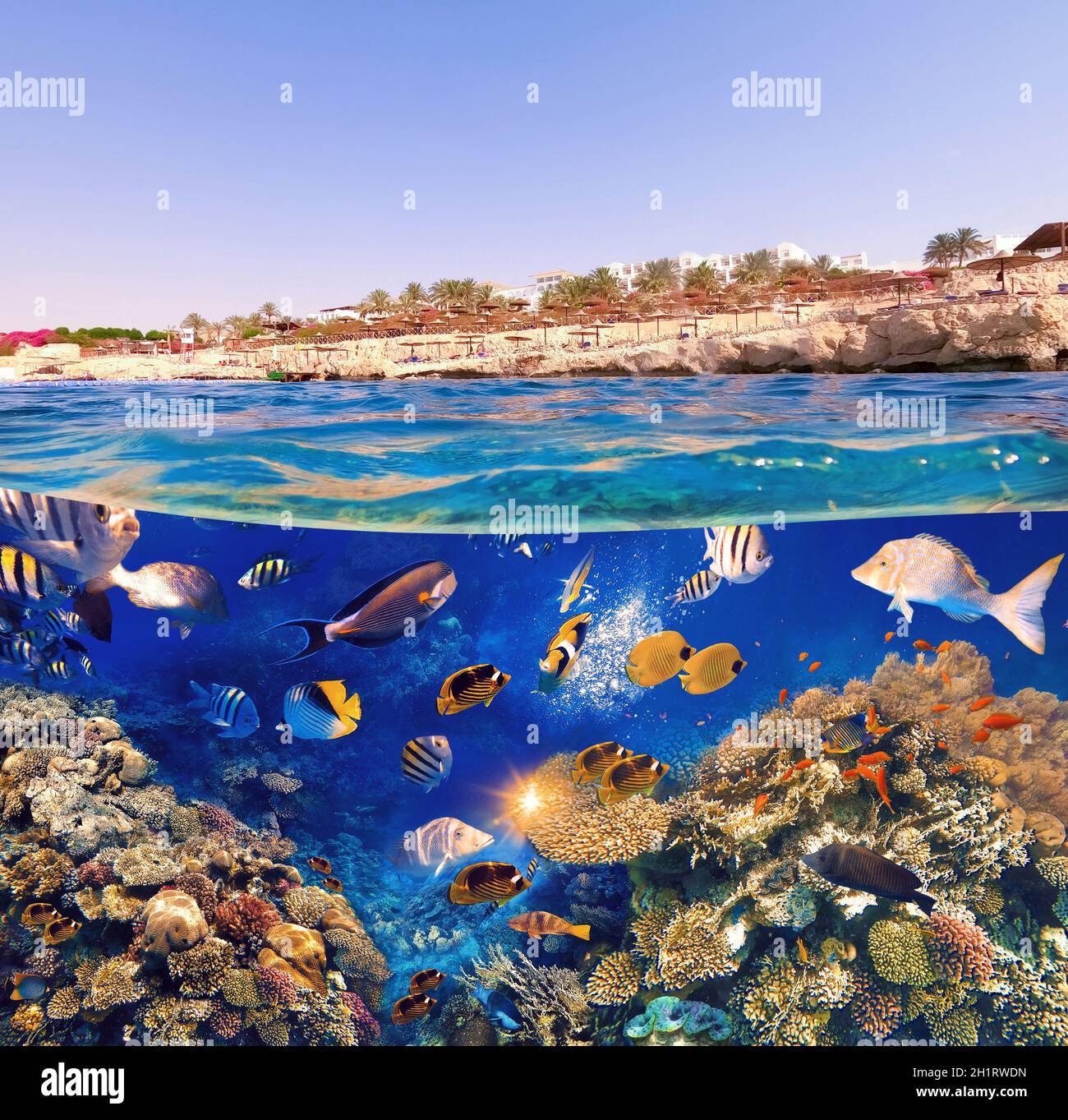 Underwater colorful tropical fishes at coral reef at Red Sea Stock ...