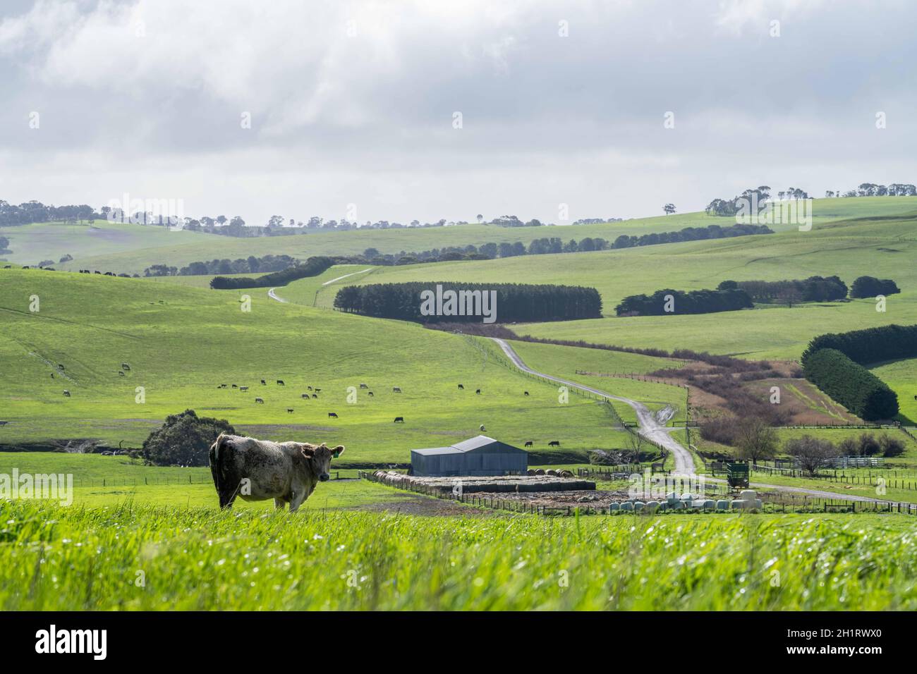 Angus park south australia hi-res stock photography and images - Alamy