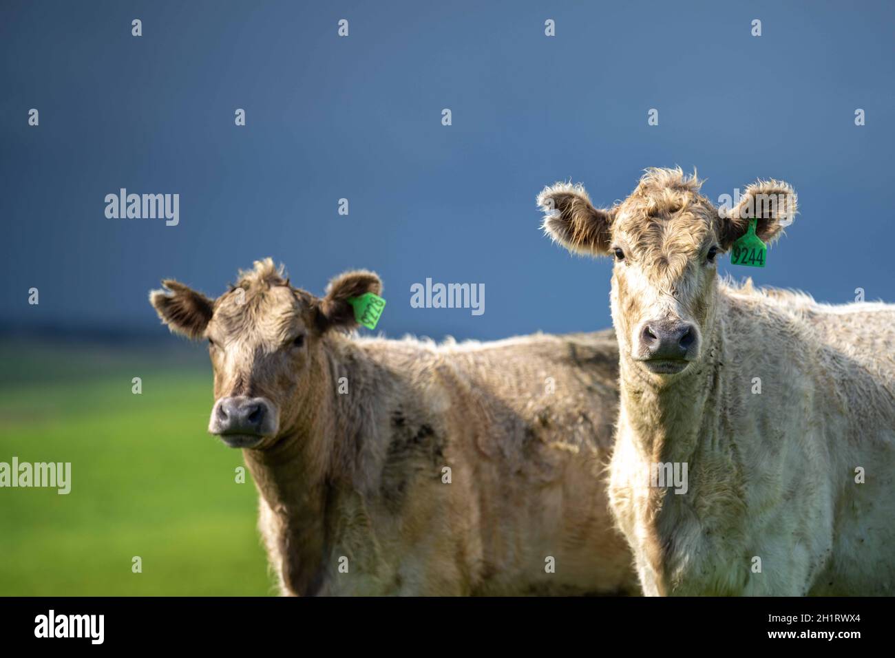 Angus park south australia hi-res stock photography and images - Alamy