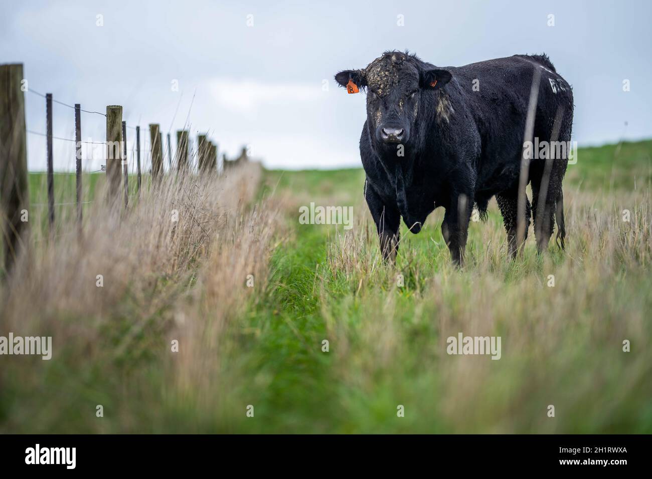 Stud beef cows and bulls grazing on green grass in Australia, breeds ...