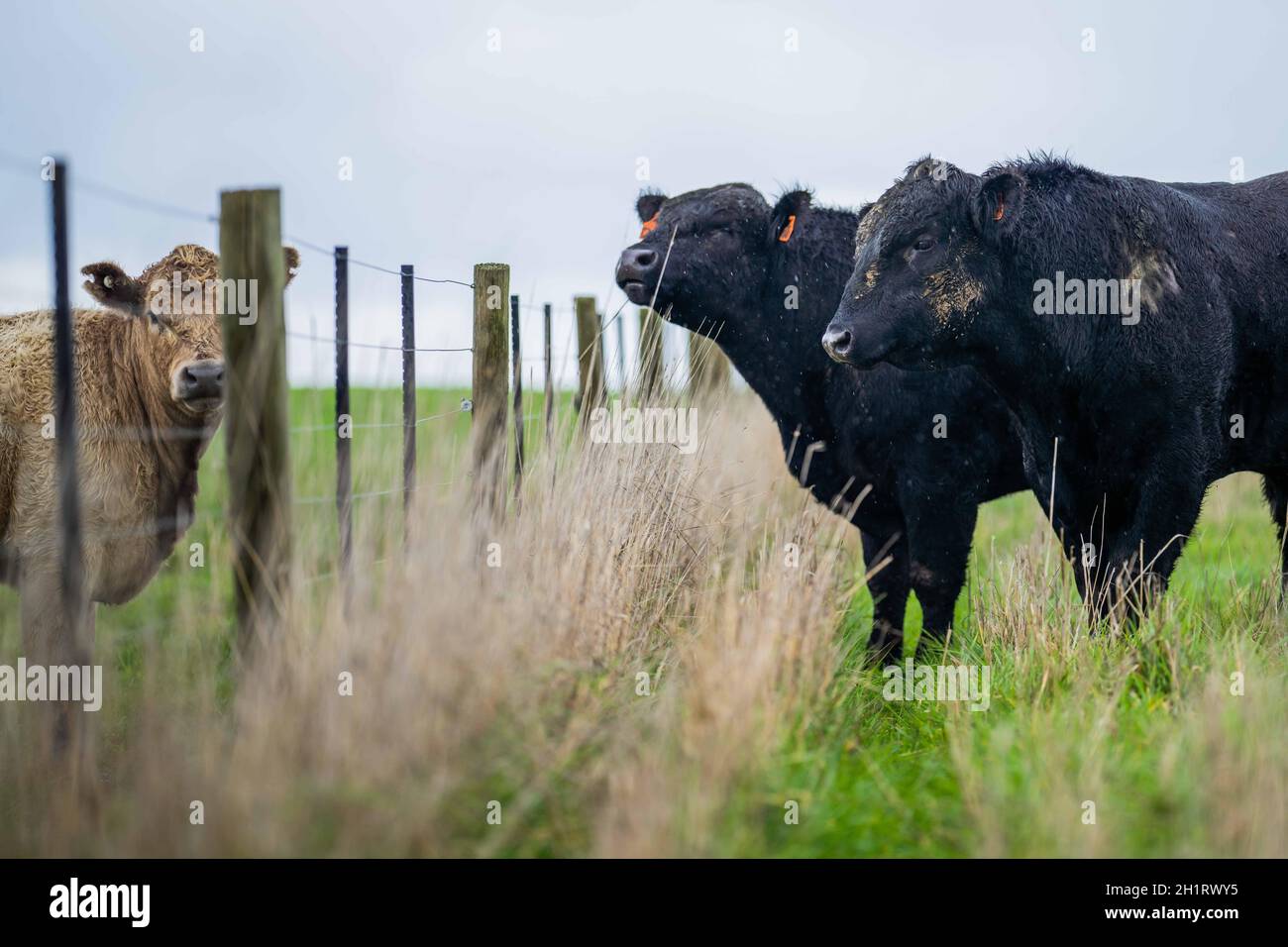 Angus park south australia hi-res stock photography and images - Alamy