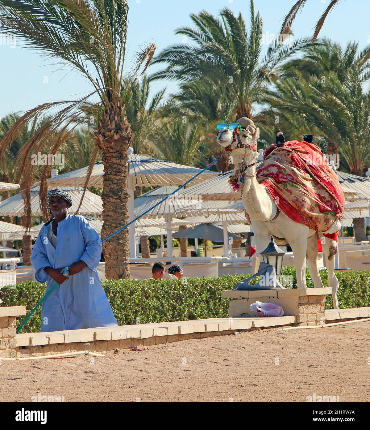 Ruminant animal hi-res stock photography and images - Alamy