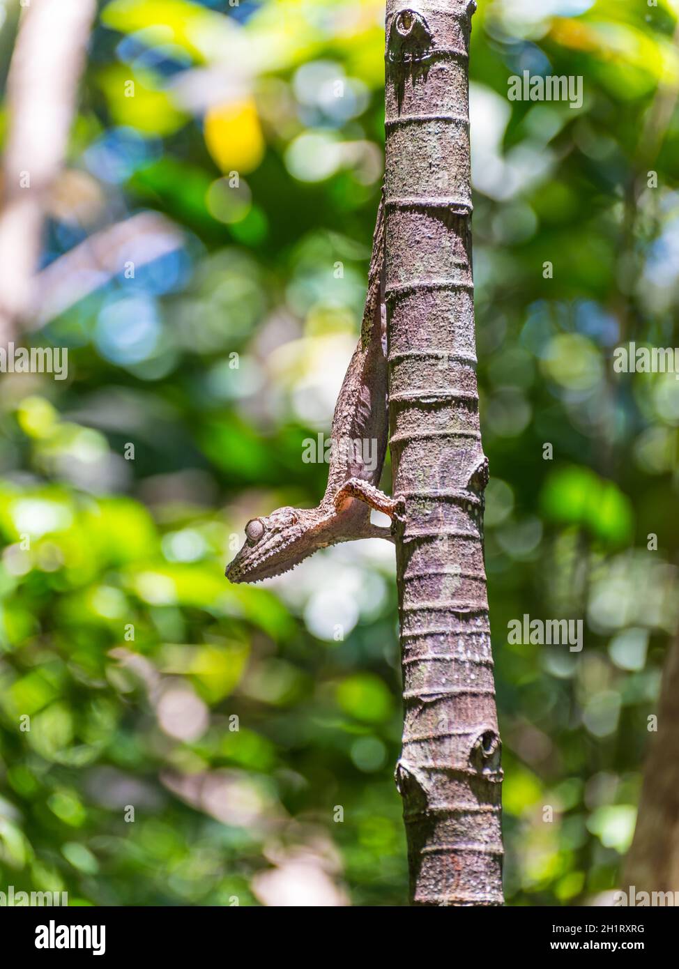 Mossy leaf-tailed gecko - Madagascar Stock Photo - Alamy