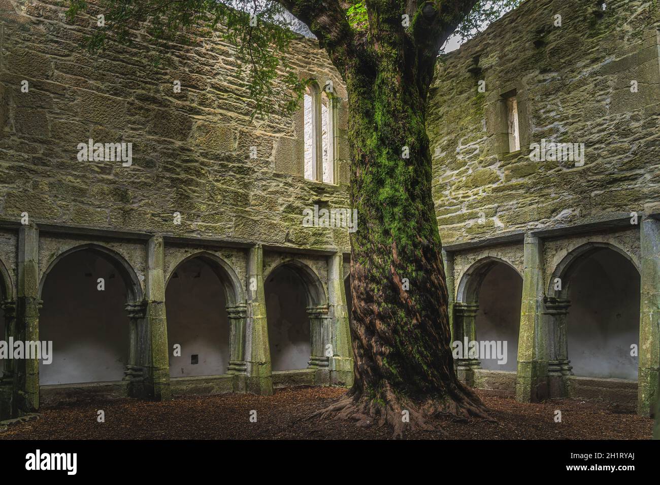 Twisted tree trunk in inner courtyard walls with arches of 15th century ...