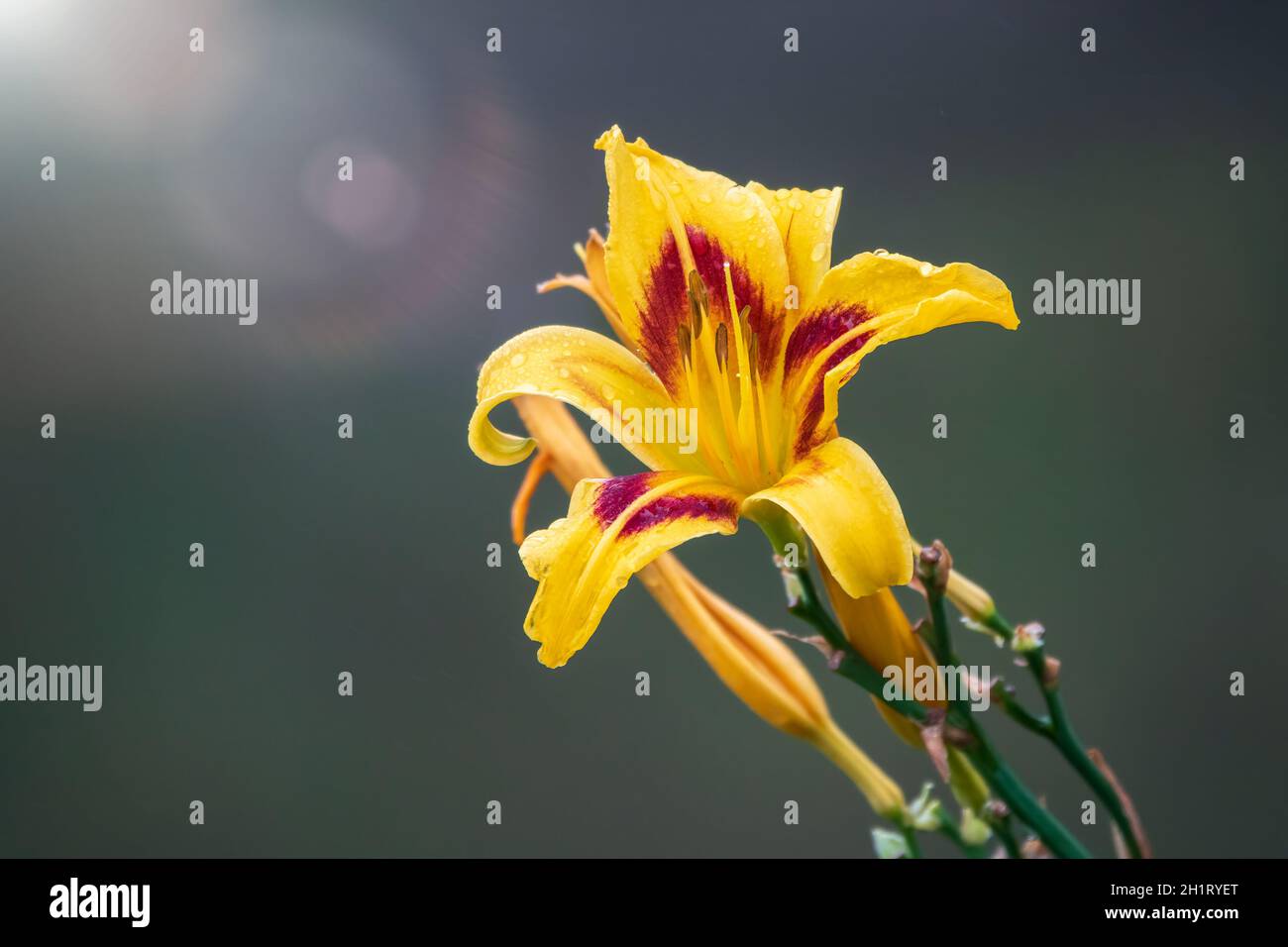 Hemerocallis Bonanza, Bonanza Daylily, perennial tuft forming herb with ...