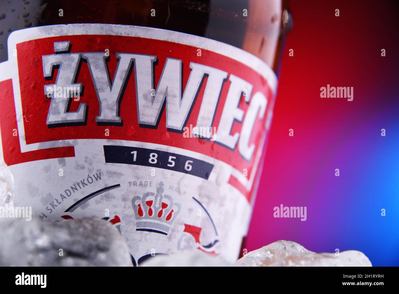 POZNAN, POL - FEB 18, 2021: Bottle of Zywiec Beer, a pale lager, which ...