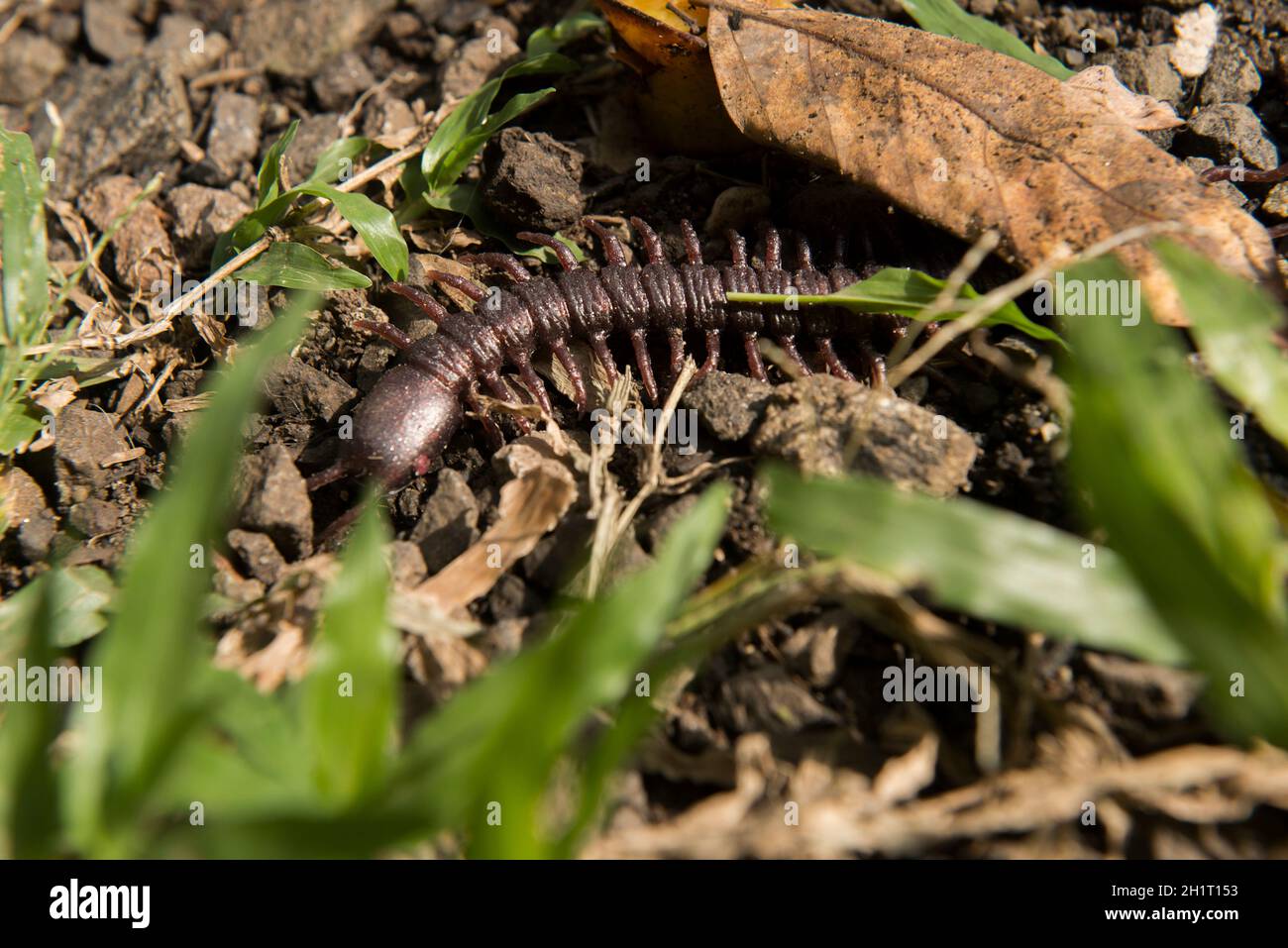 Close up view of centipede on the ground Stock Photo - Alamy