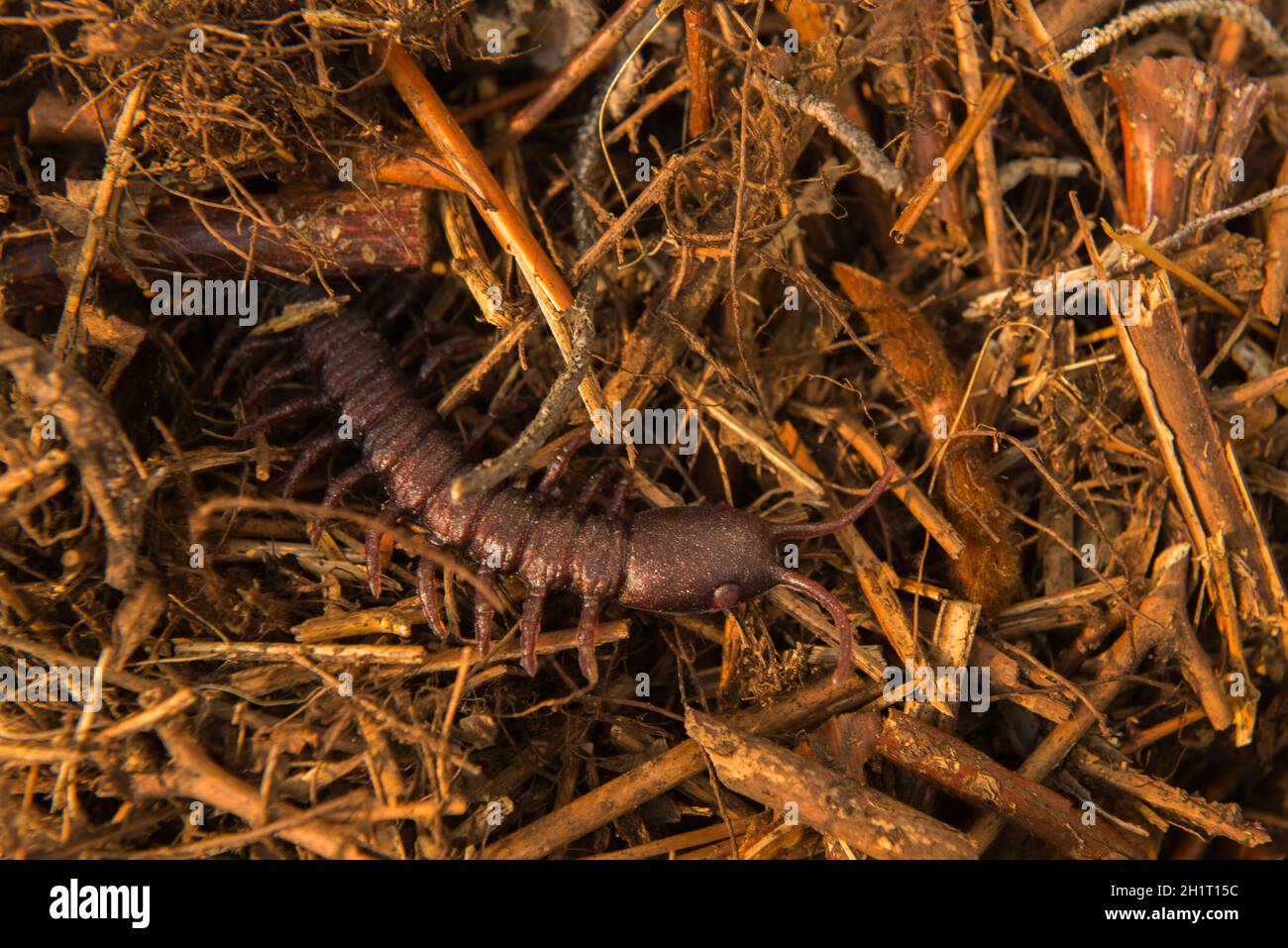 Close up view of centipede on the ground Stock Photo - Alamy