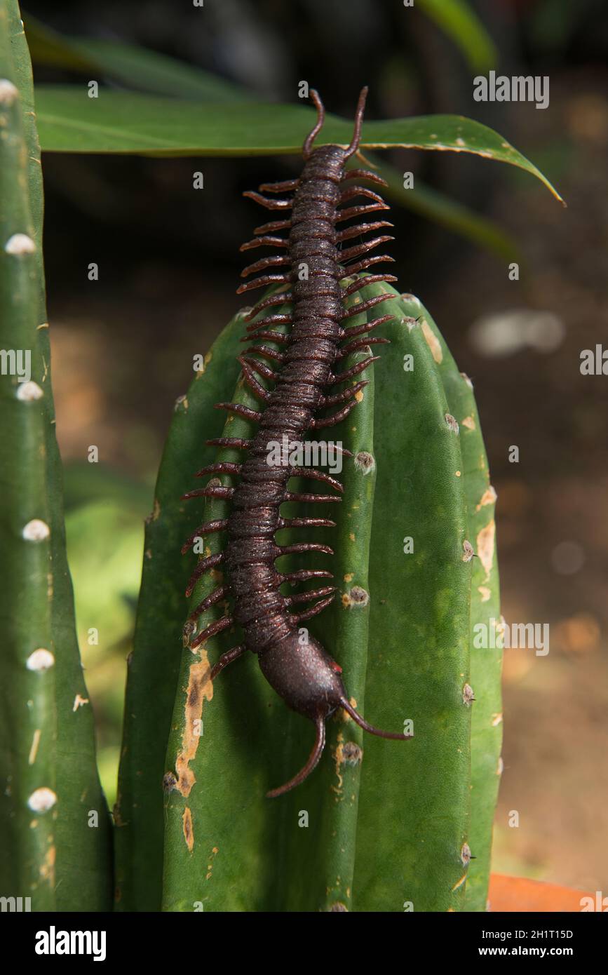 Close up view of centipede on the leaf Stock Photo - Alamy