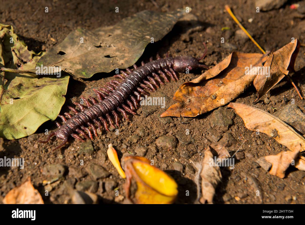Close up view of centipede on the ground Stock Photo - Alamy