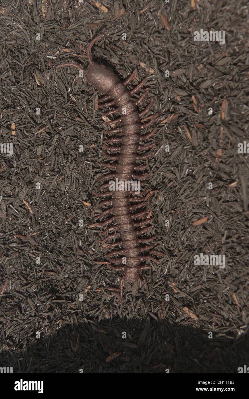 Close up view of centipede on the ground Stock Photo - Alamy