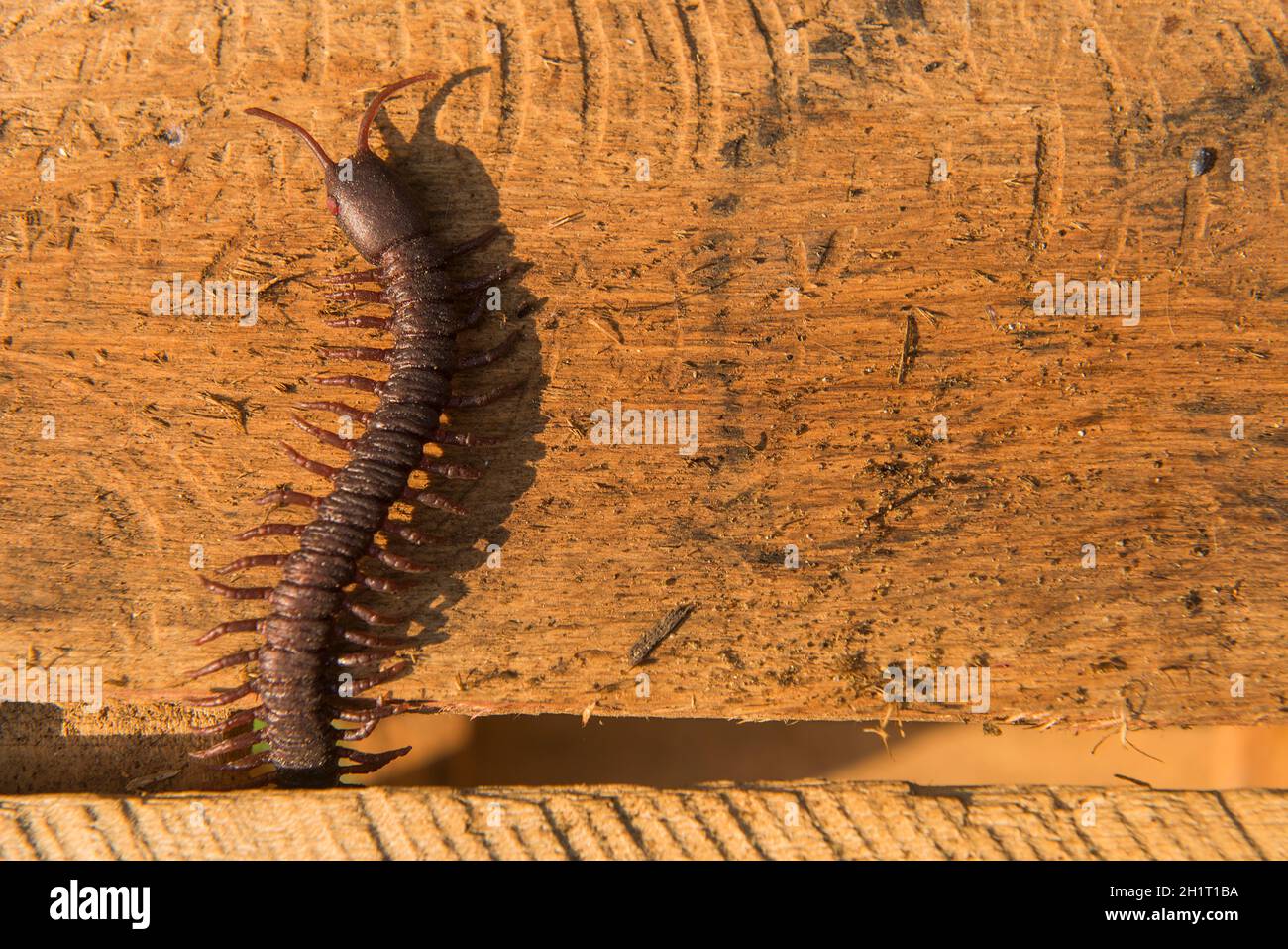 House Millipede Bite