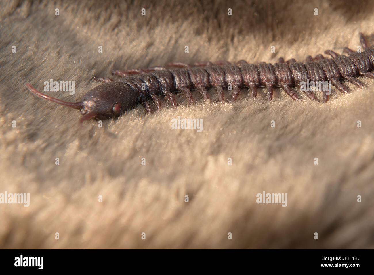 Close up view of centipede on the ground Stock Photo - Alamy