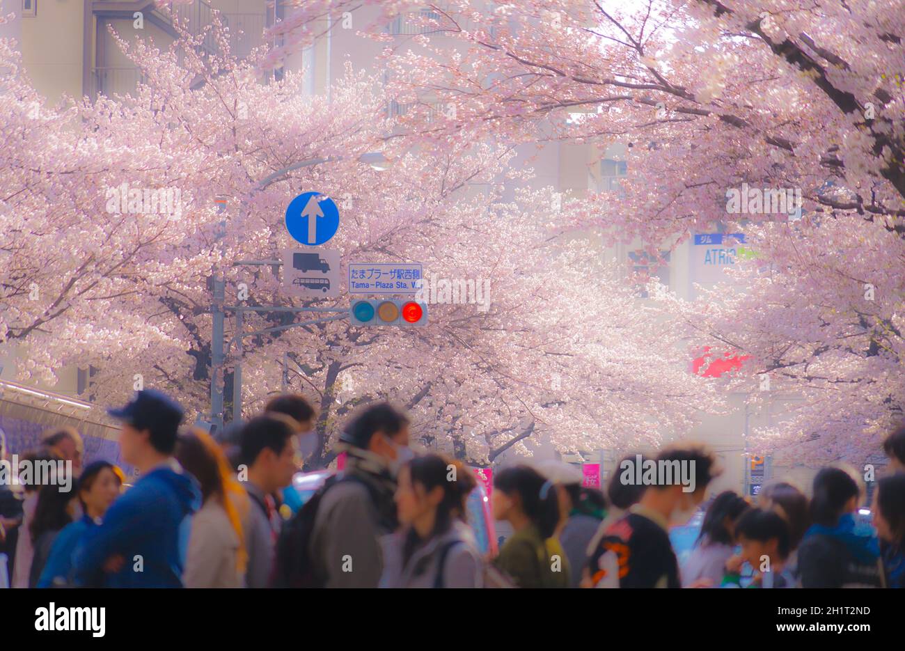 Cherry trees and the hustle and bustle of Tama Plaza. Shooting Location ...