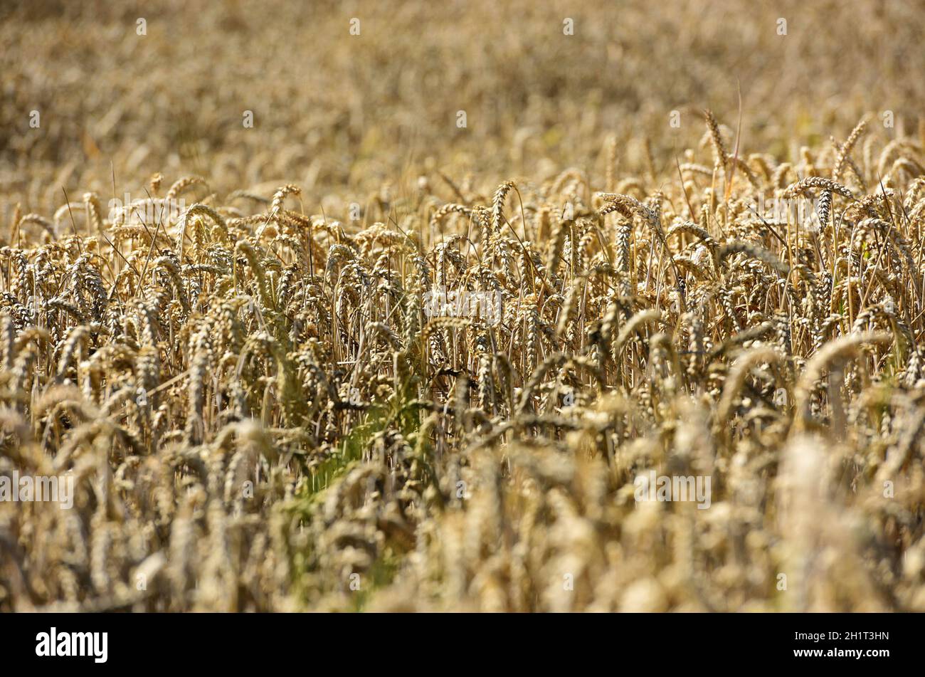 Reife Getreide-Ähren auf einem Feld in Österreich - Ripe ears of corn ...