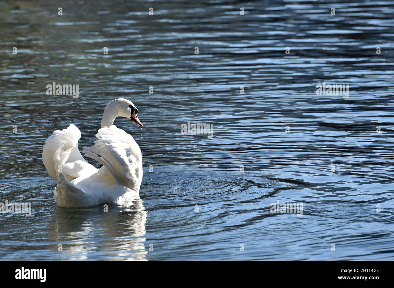 Tiere schwan hi-res stock photography and images - Alamy