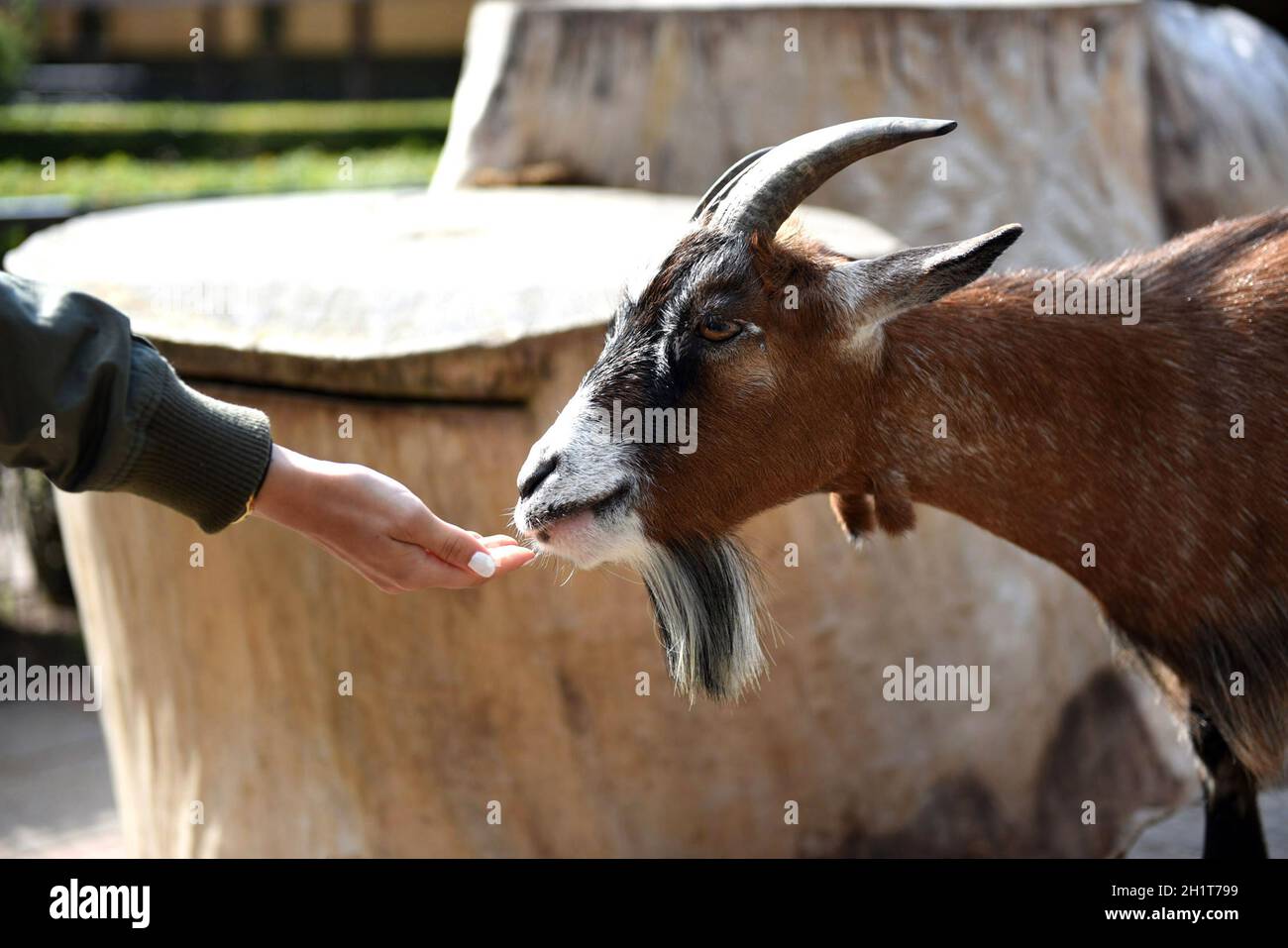 Ziege im Tierpark Hagenbeck in Hamburg, Deutschland, Europa - Goat in ...