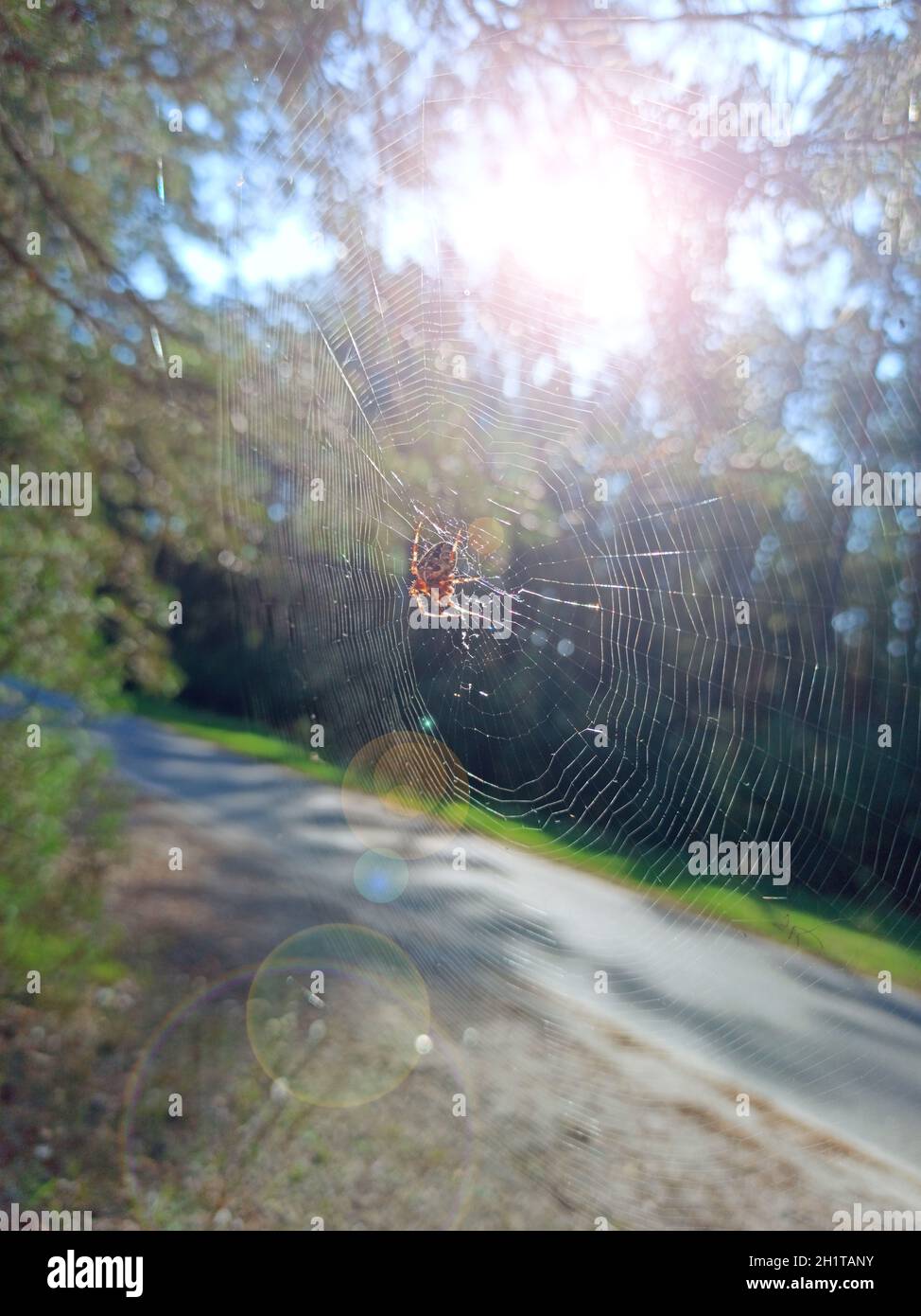 spider is basking in rays of sun. Spider sitting on web sunny rays ...