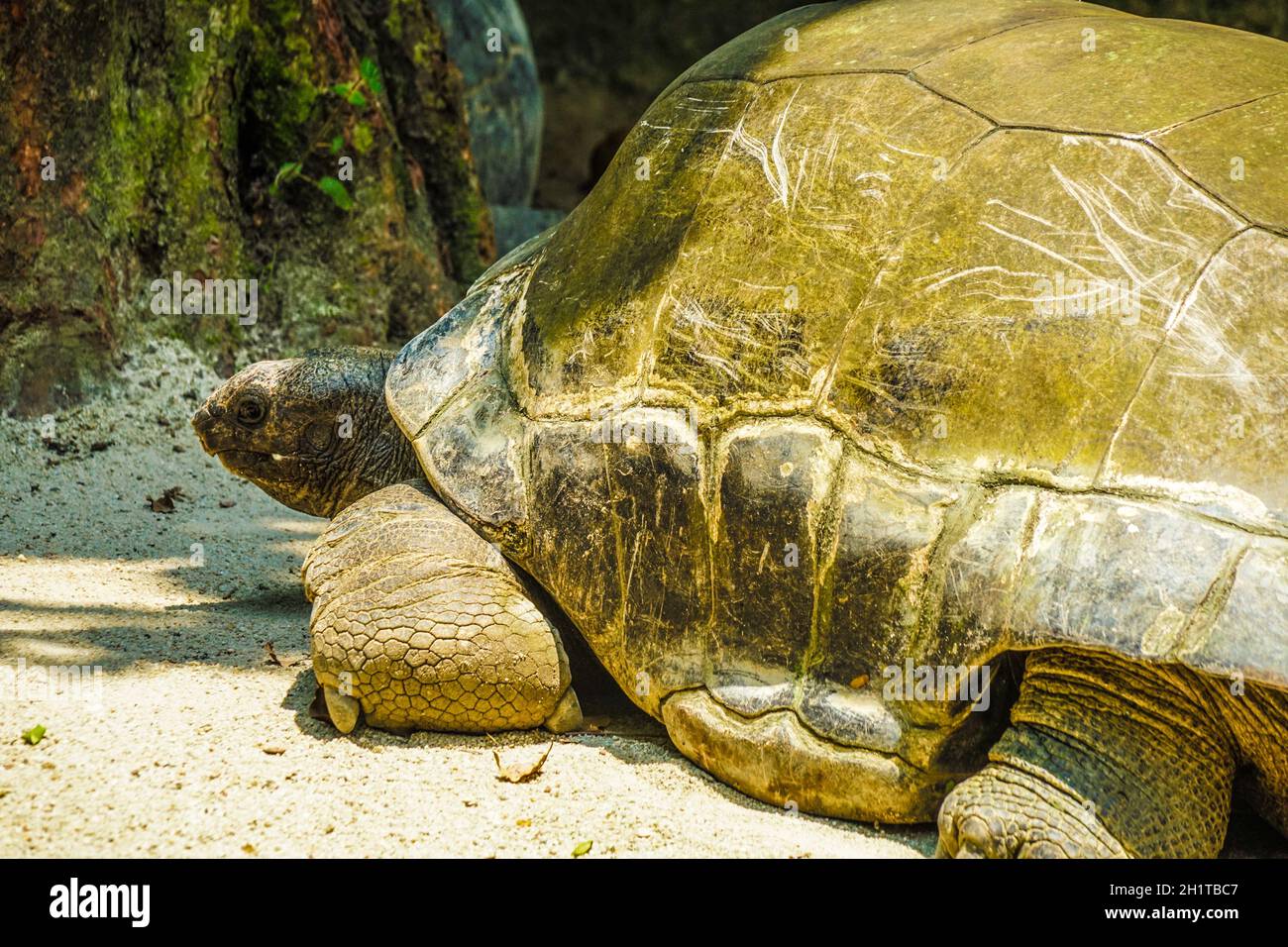 Tortoise relaxing on the beach. Shooting Location: Singapore Stock ...
