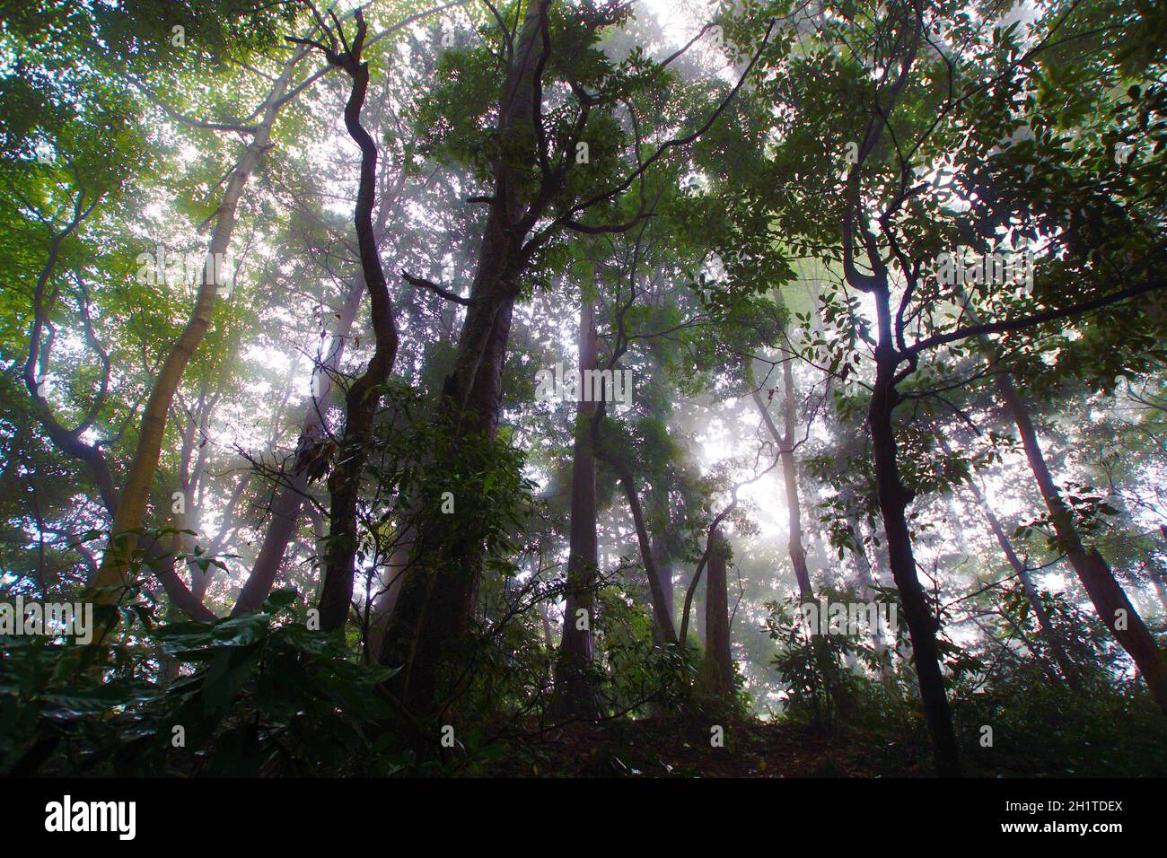 Forest mist is applied. Shooting Location: Hachioji, Tokyo Stock Photo ...