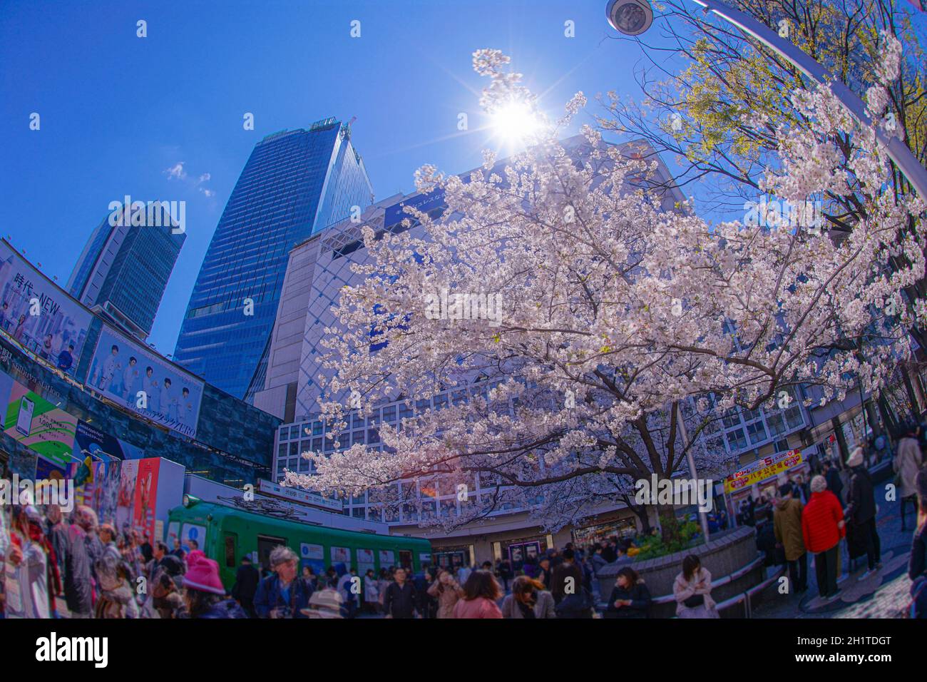 Shibuya Station of the cherry tree and the blue sky. Shooting Location ...