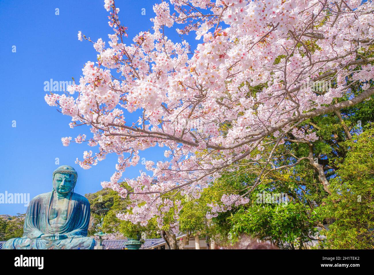 Sakura of the Great Buddha of Kamakura and full bloom. Shooting ...
