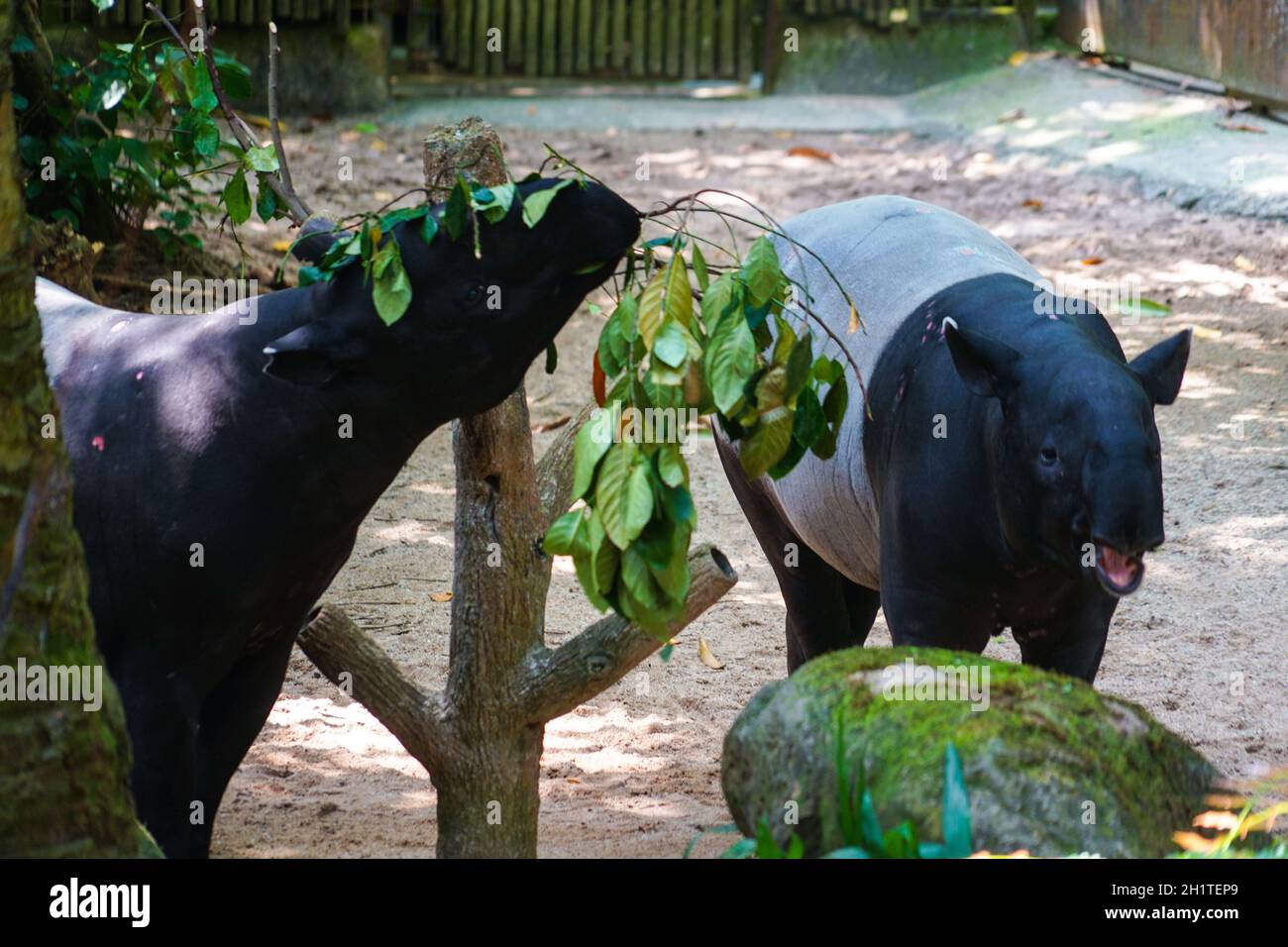 Malayan tapir wild hi-res stock photography and images - Alamy