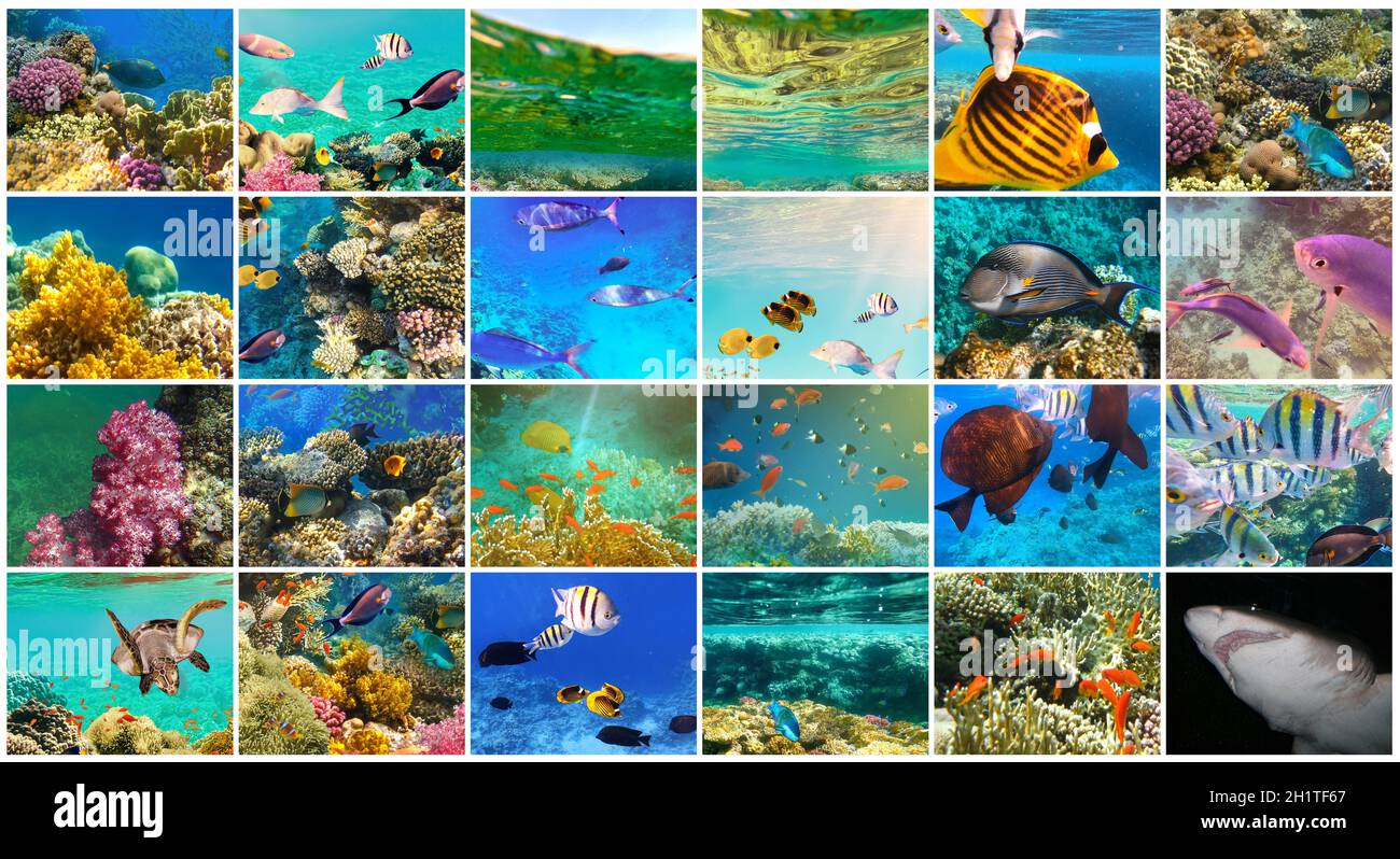 Shark aquarium sea world Cut Out Stock Images & Pictures - Alamy