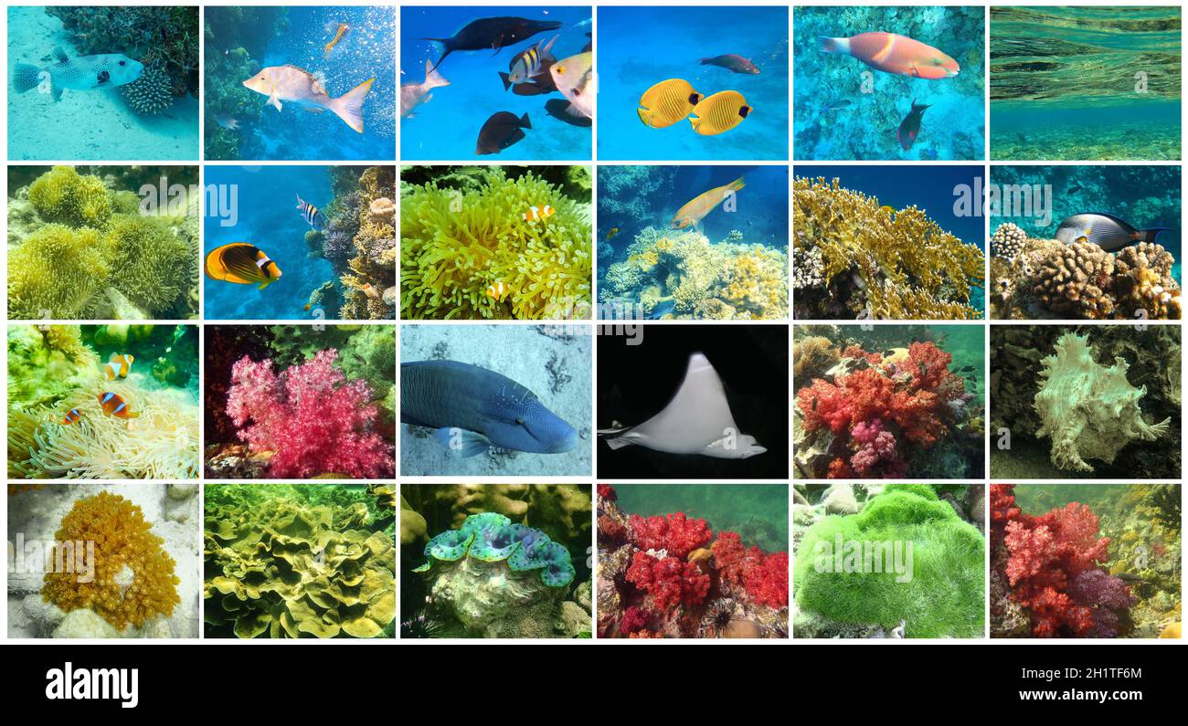Underwater world. Coral reef and fishes in Red sea at Egypt. Collage ...